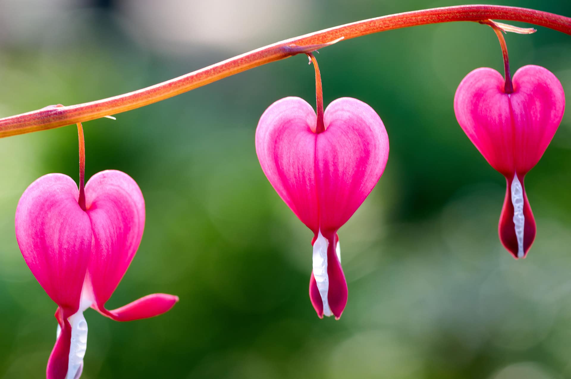 Landscape Spotlight: Bleeding Heart, ‘Dicentra spectabilis’
