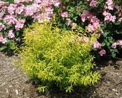 Landscape Spotlight: Mellow Yellow Spirea, Spiraea Thunbergii “Ogon ...