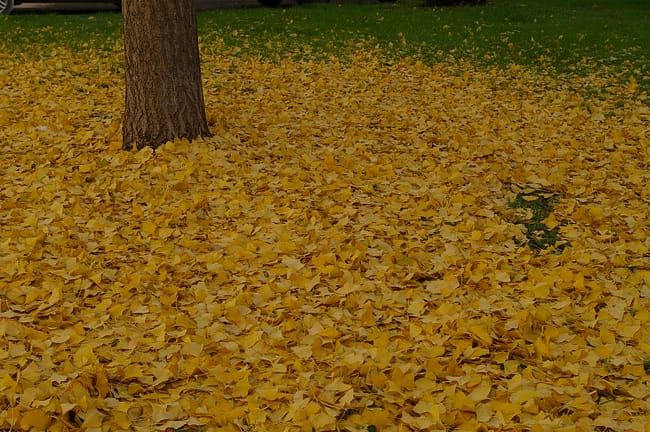 Landscape Spotlight: Ginkgo Biloba « MasterPLAN Outdoor Living