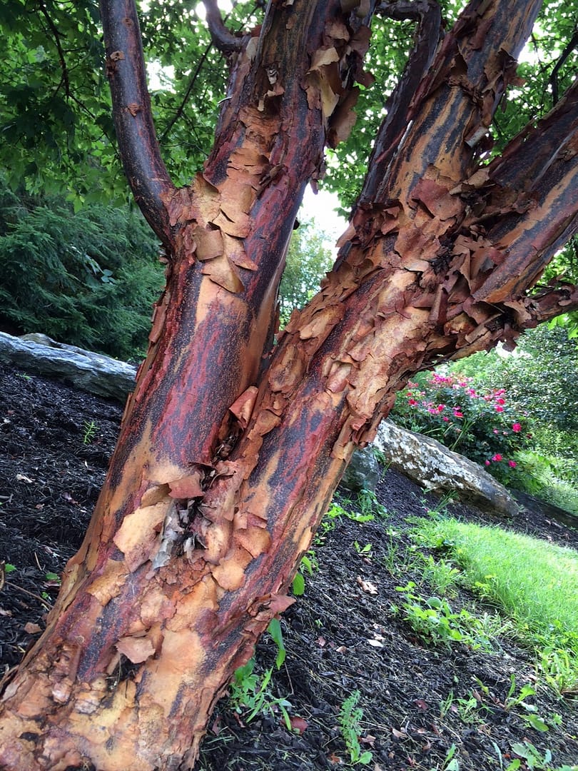 Landscape Spotlight: The Paperbark Maple « MasterPLAN Outdoor Living
