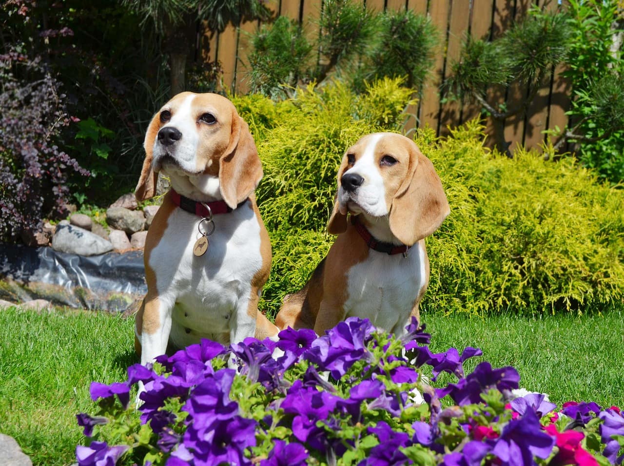 Dog-Friendly Landscape Design Ideas