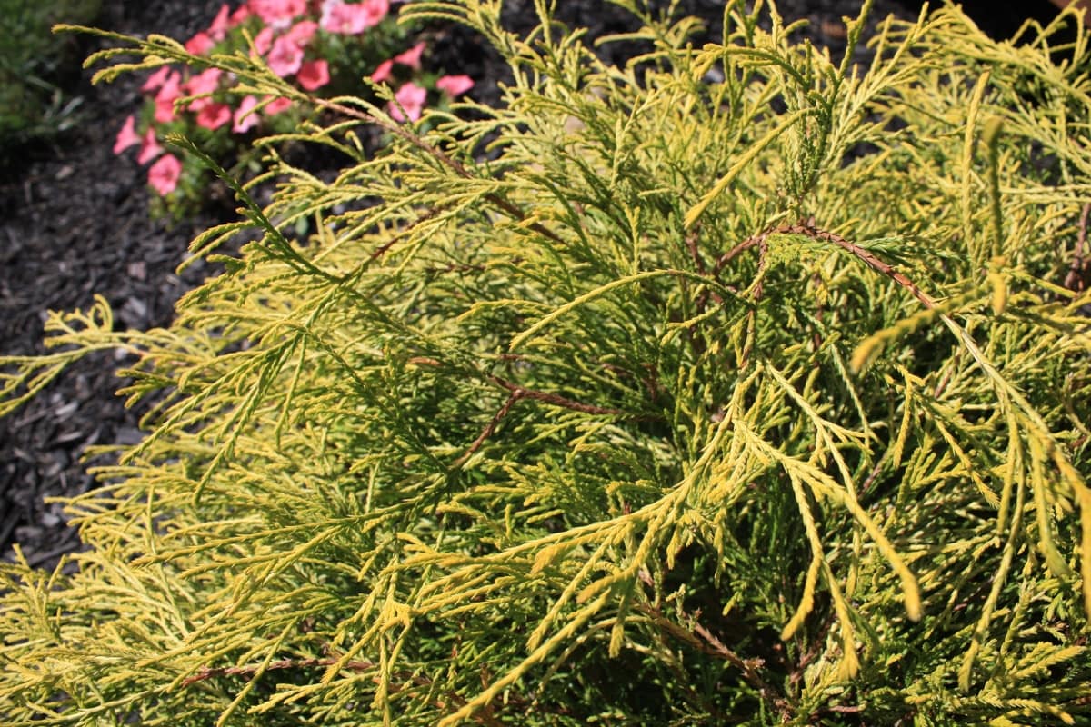 Golden Mop Cypress