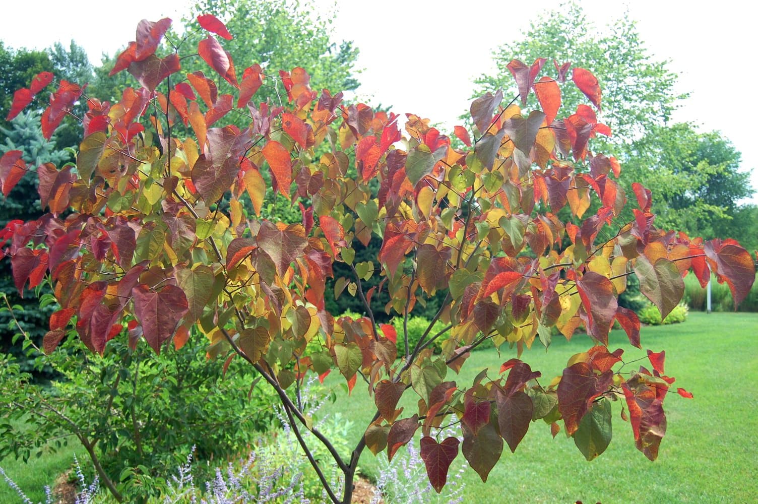 Plants that display beautiful fall colors