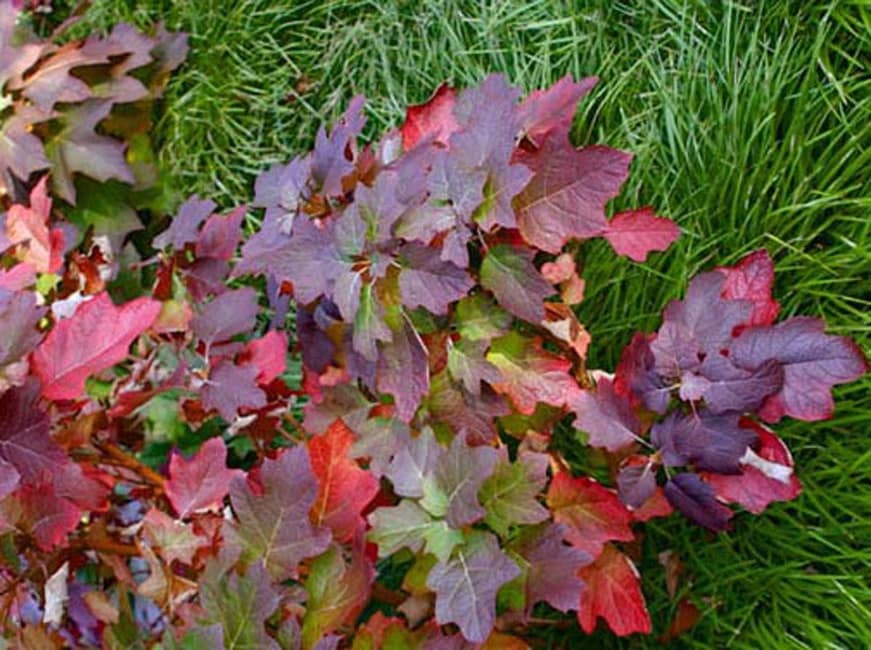 Plants that display beautiful fall colors